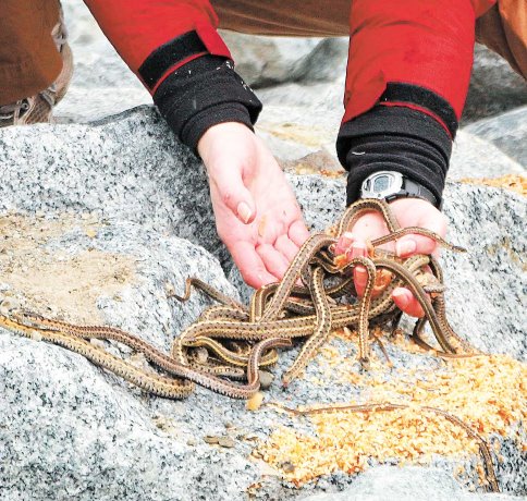 Snakes Returned after Construction