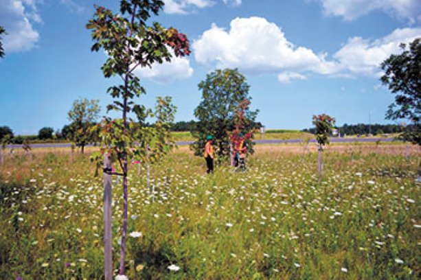 Roadside landscaping concept takes root in Ontario